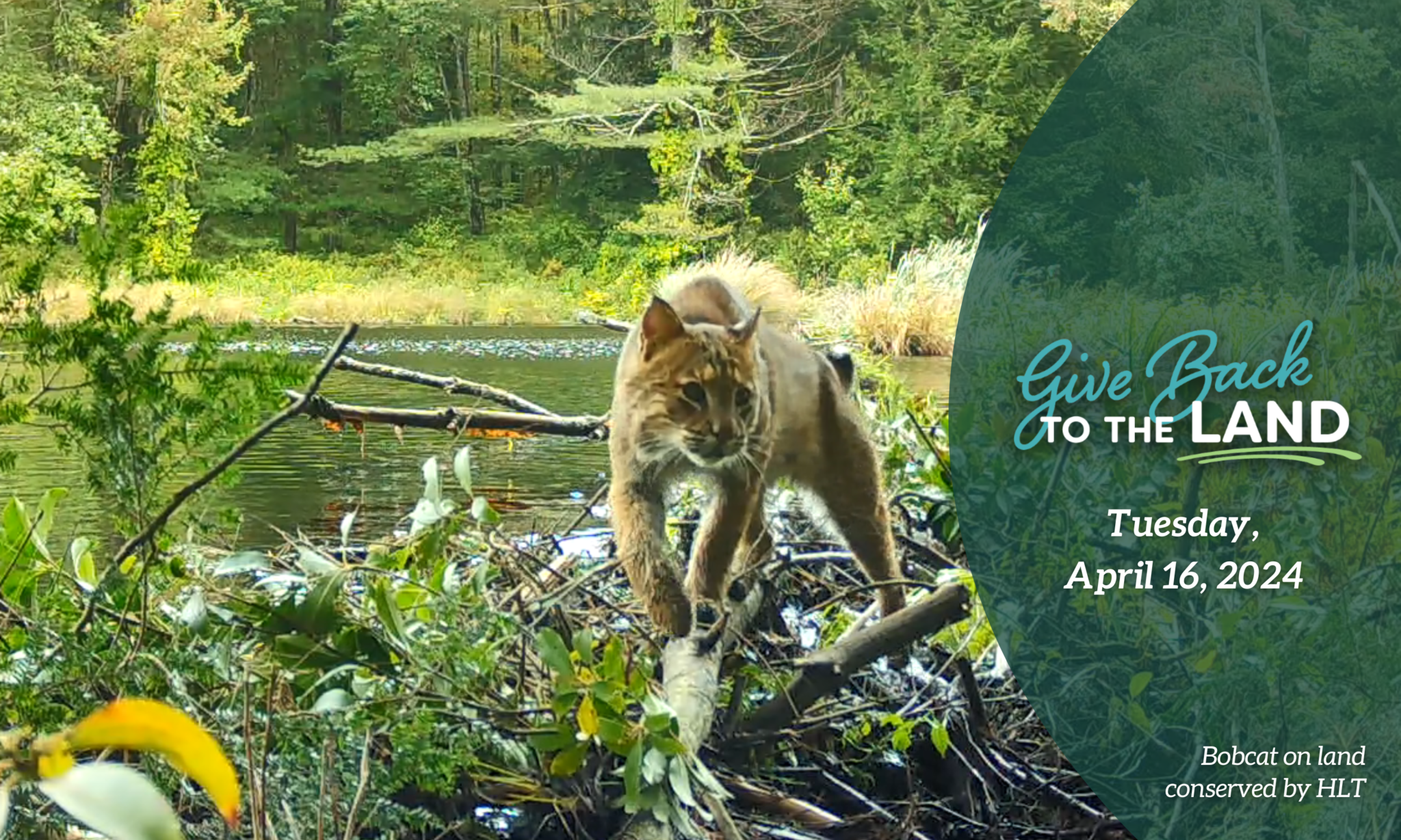 Hilltown Land Trust | Give Back to the Land Day is Tuesday, April 16th!